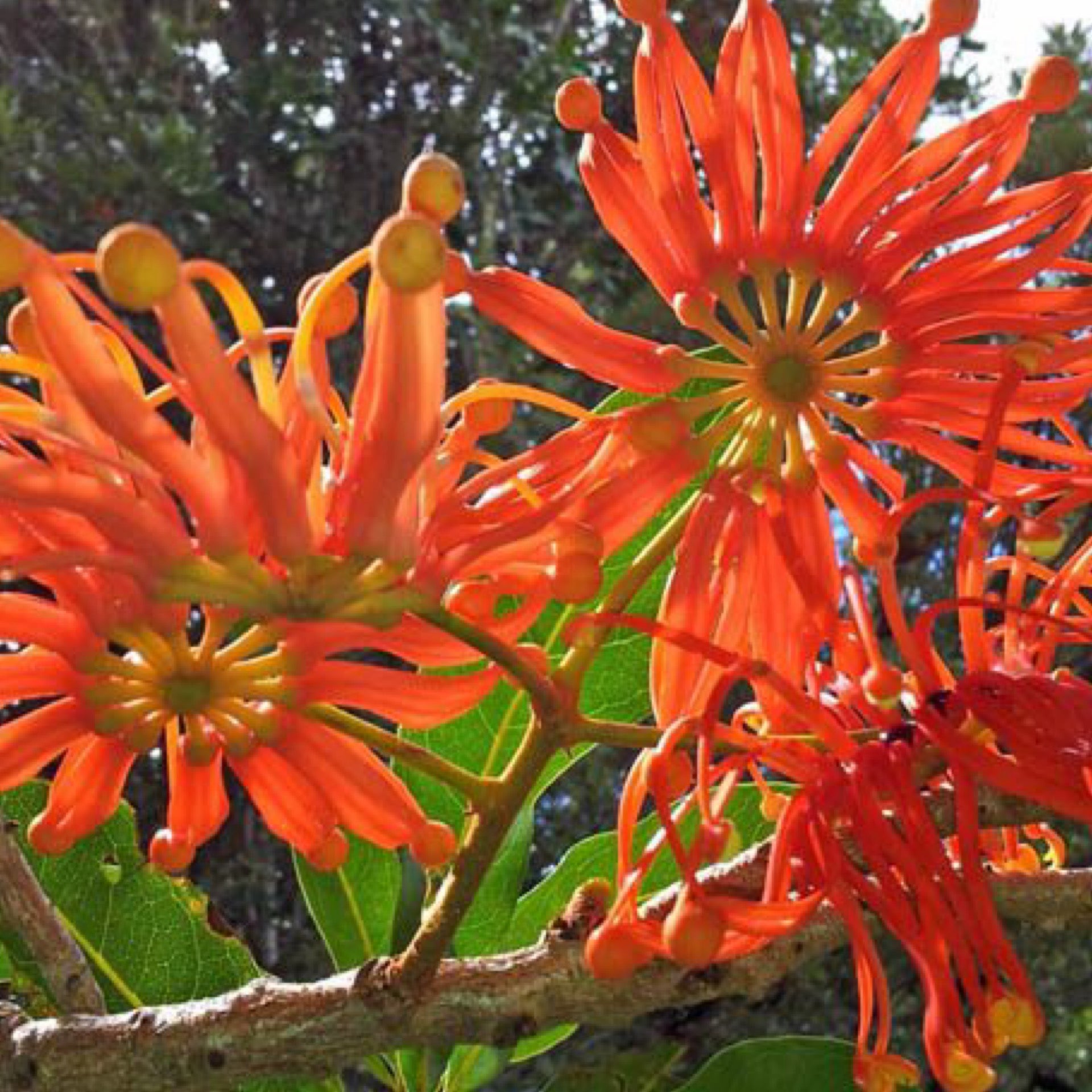 Fire Wheel plant 200mm | Black Market Nursery