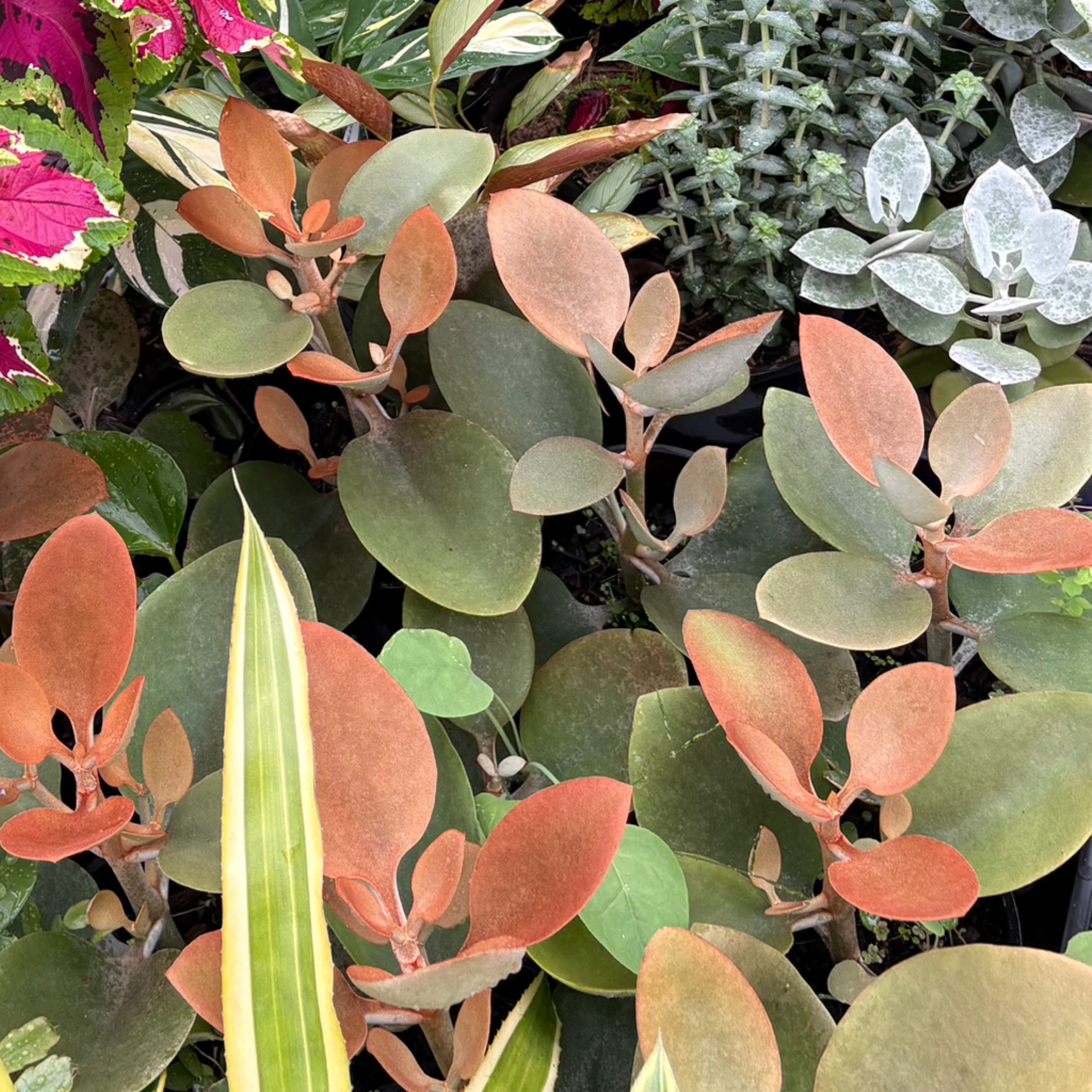 Copper spoon | Black Market Nursery