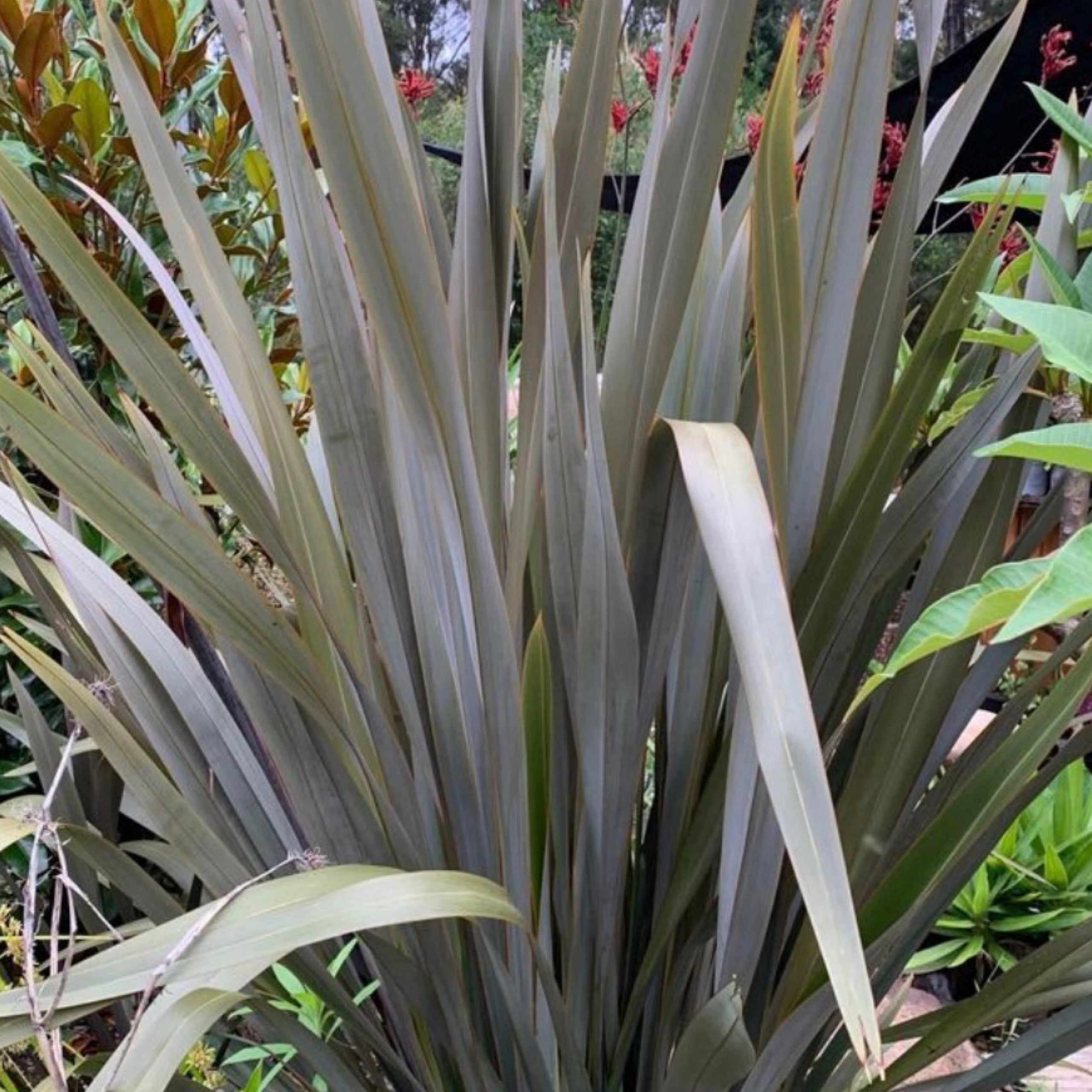 New Zealand Flax | Black Market Nursery