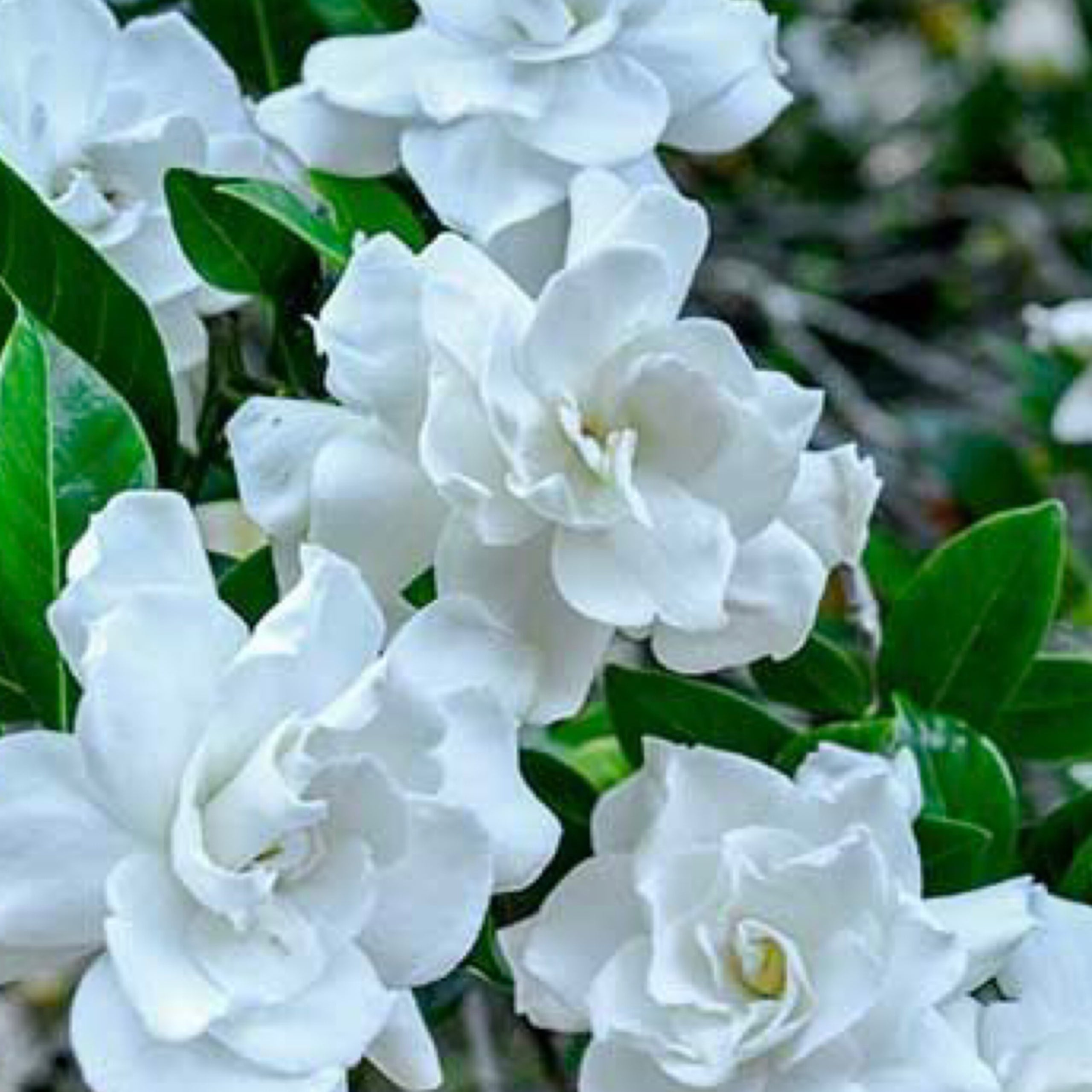 Gardenia augusta Magnifica | Black Market Nursery