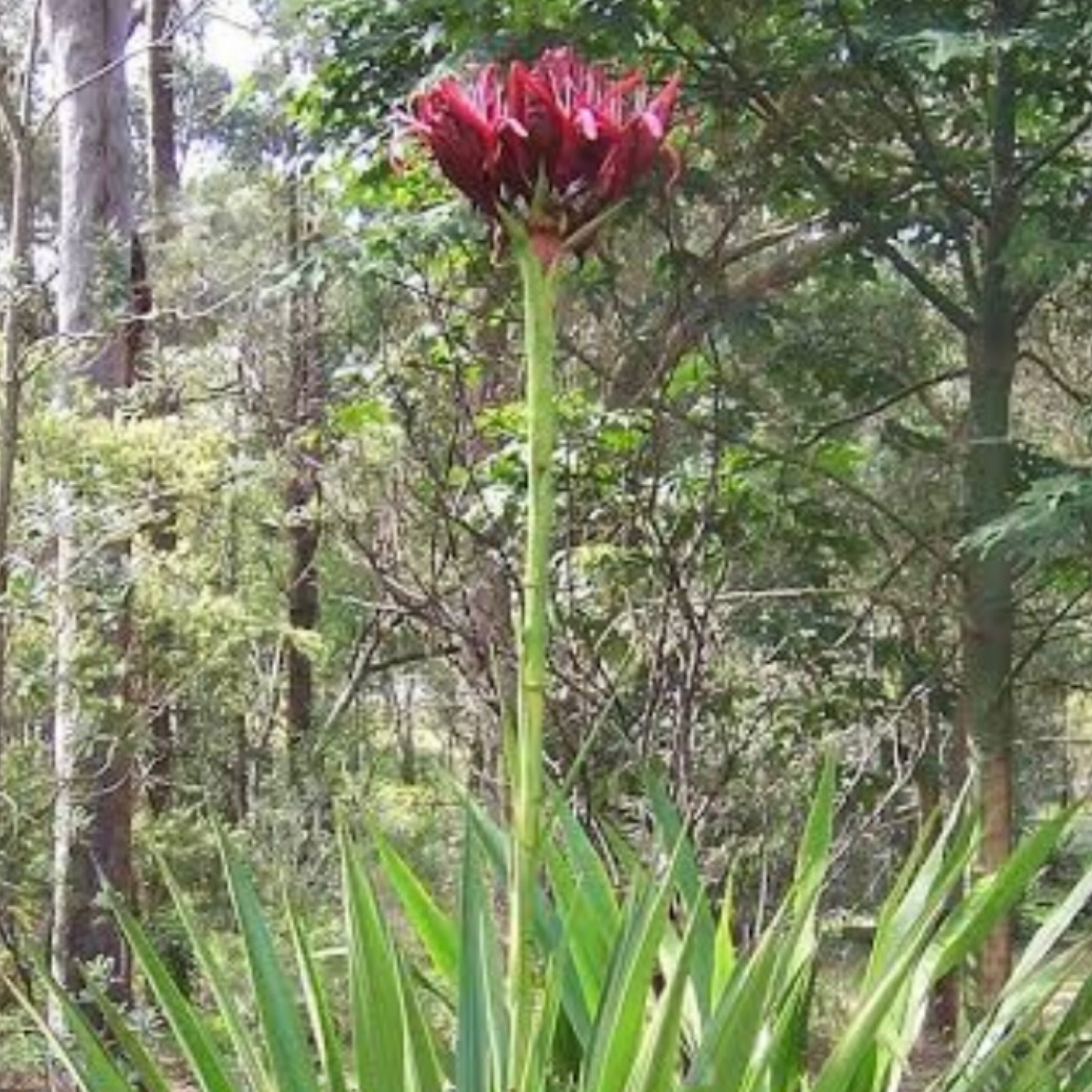 Gymea Lilly | Black Market Nursery