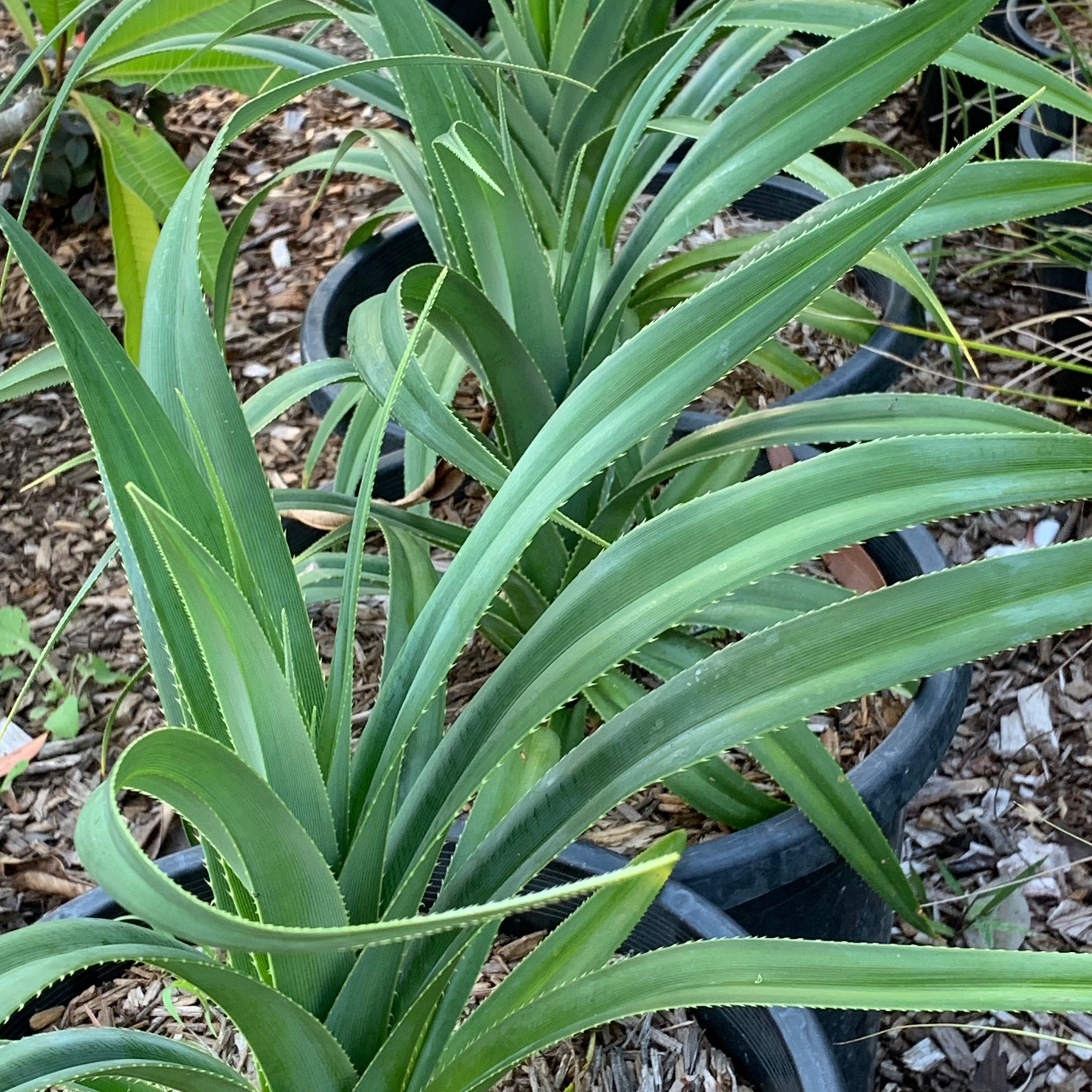 Pandanus | Black Market Nursery