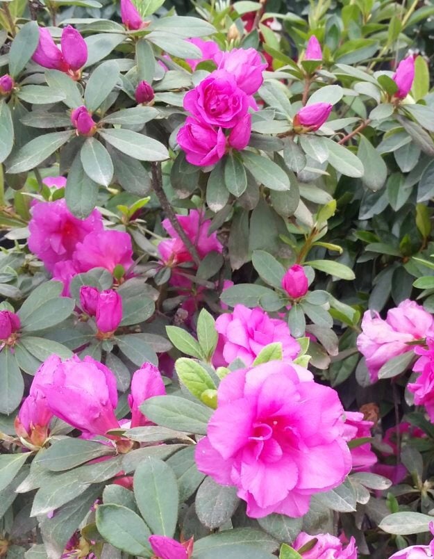 Azalea Happy days | Black Market Nursery