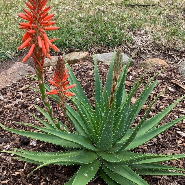 Aloe super red