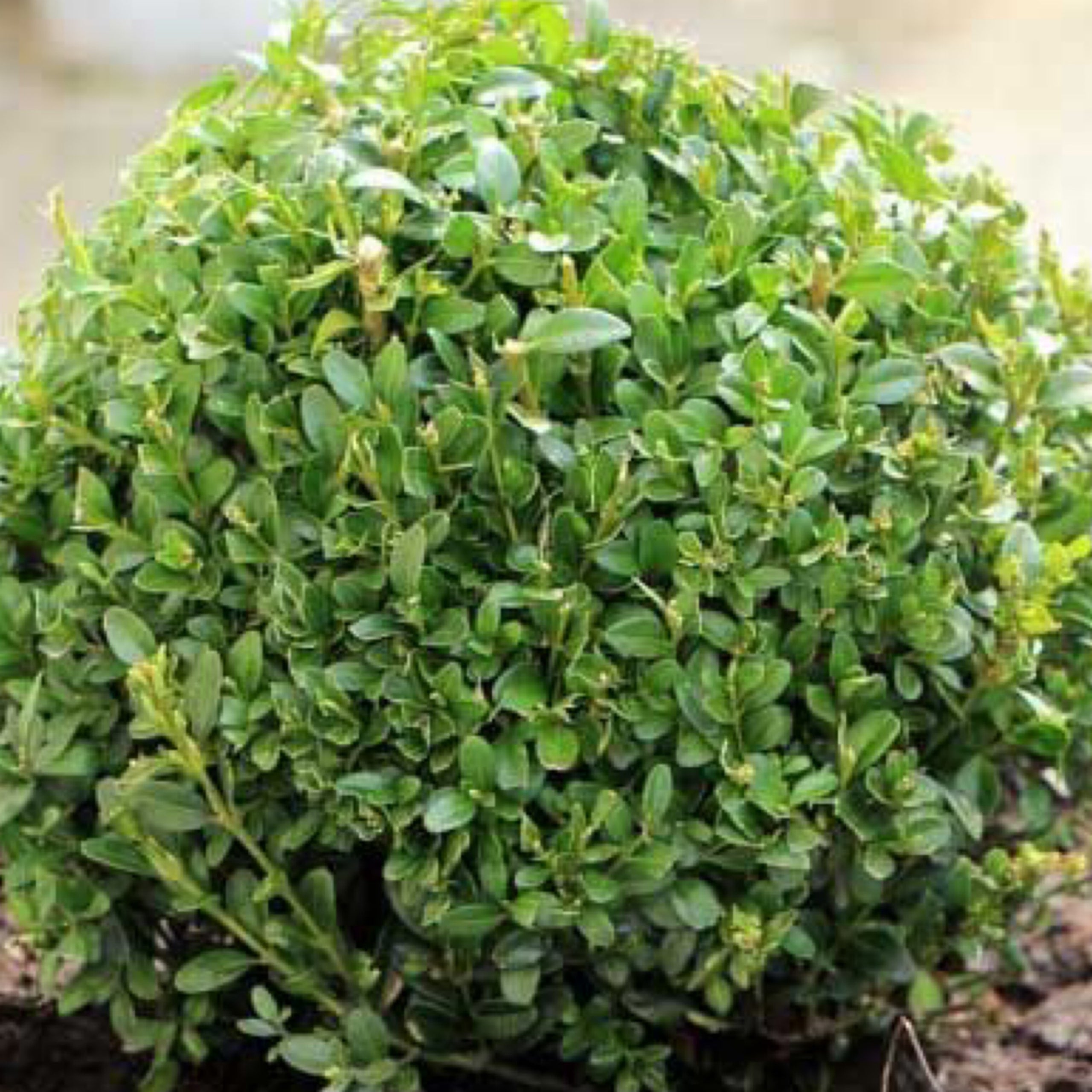 Buxus | Black Market Nursery