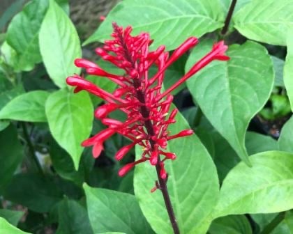 Fire spike | Black Market Nursery