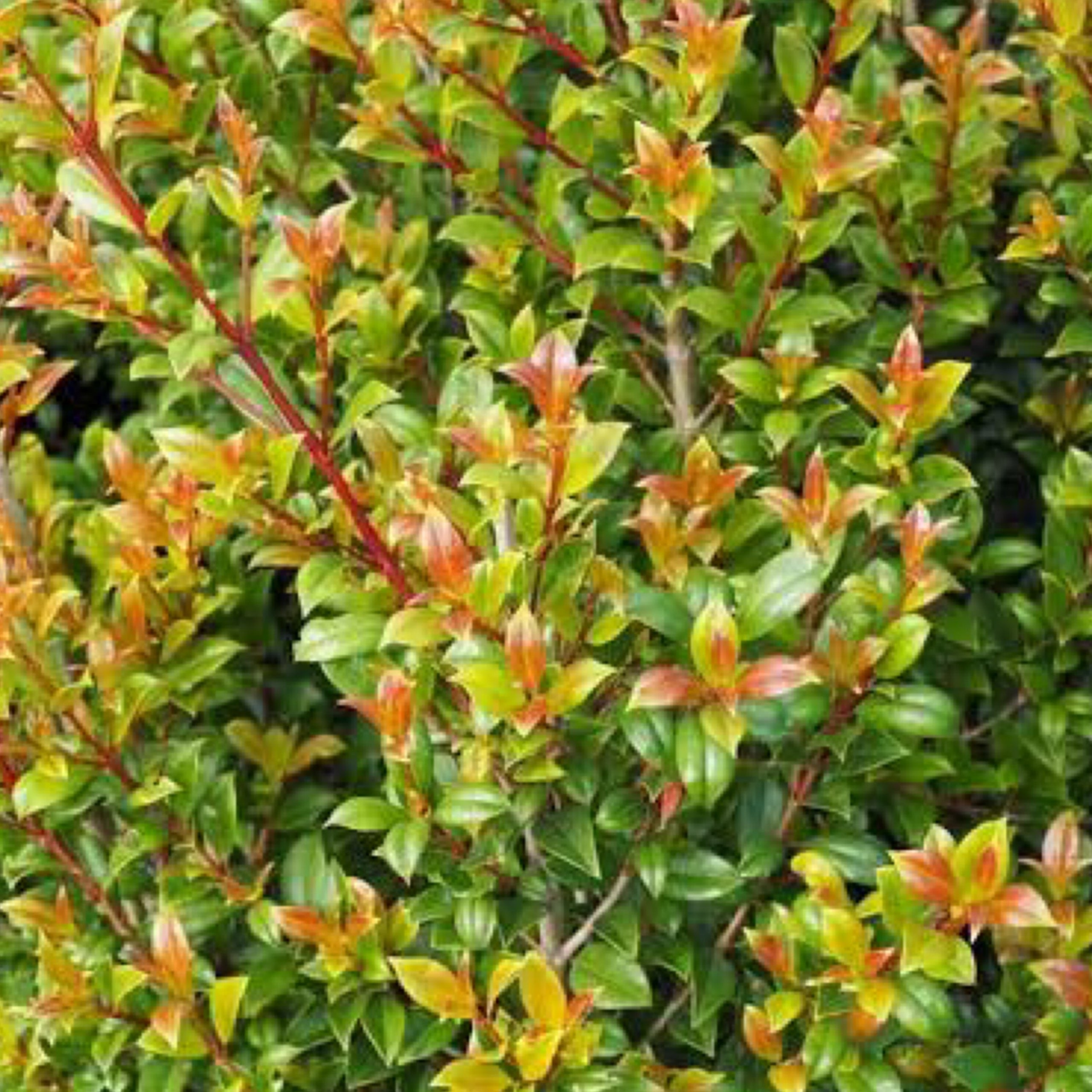 Syzygium Aussie Compact - lilly pilly | Black Market Nursery