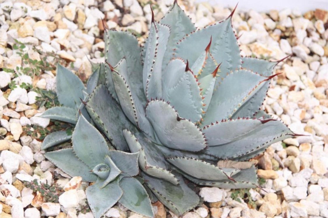 Agave Dragon Toe | Black Market Nursery